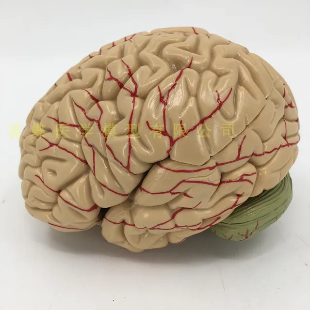 Brain Model Labeled