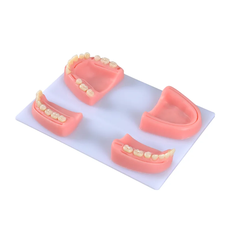 oral-suture-model-with-dental-gum-suture-medical-teaching-training-tool ...