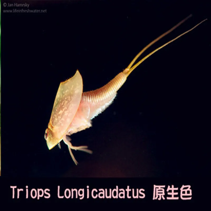 Triops Life Cycle