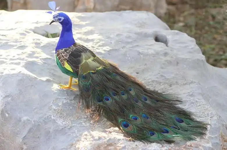 cute real life peacock model foam&feather simulation peacock bird gift ...