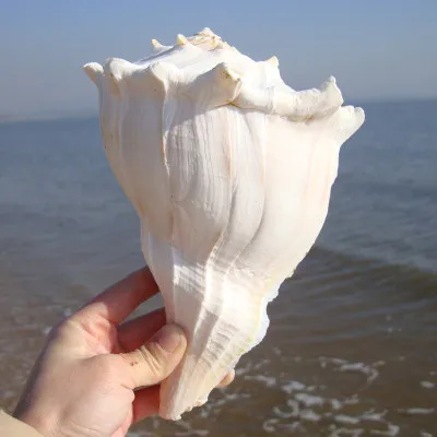 Shells Natural left handed incense snails Transshipment to help wealth ...