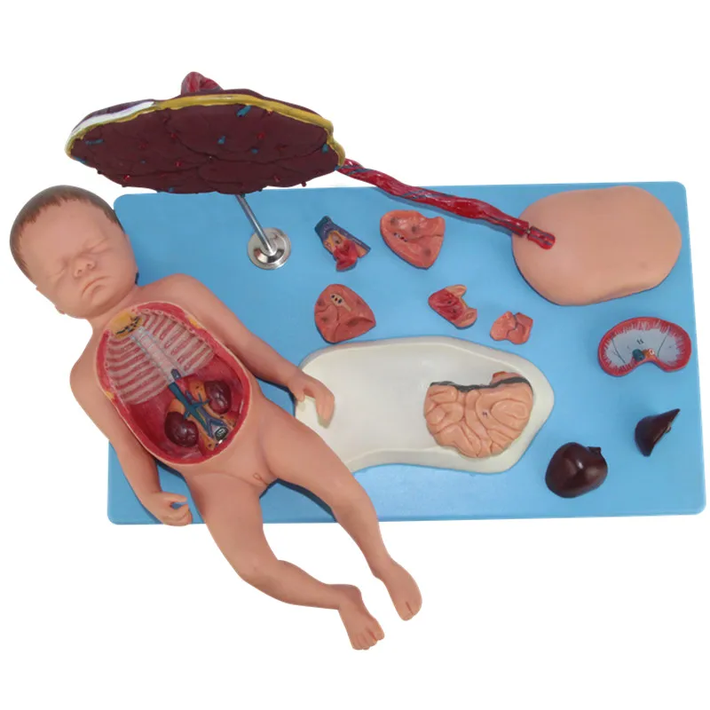 Placenta-umbilical-cord-and-fetal-attached-viscera-model-Newborn ...