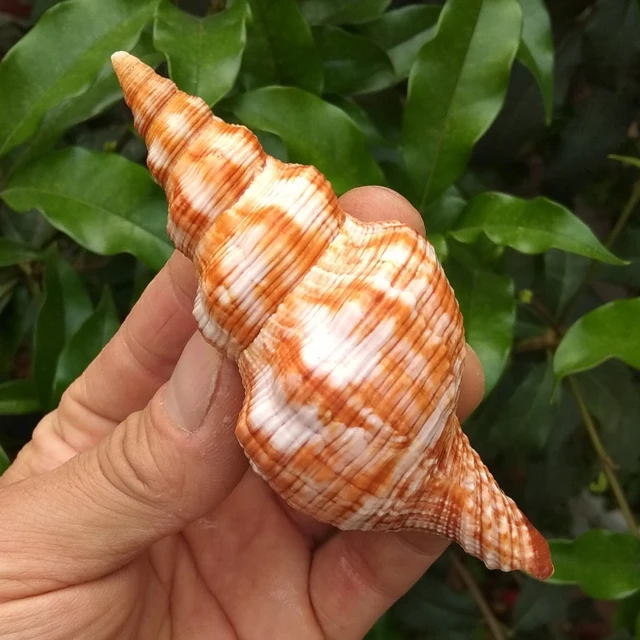 Naturally Colorful Snails