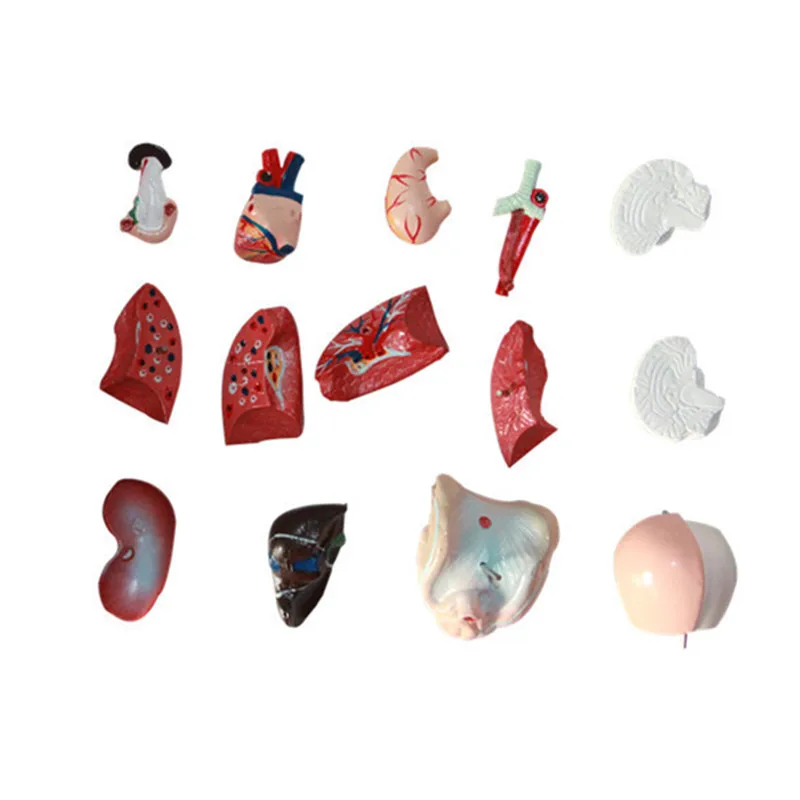 28CM Torso Model Biological Educational Toys Human Anatomy Model Human ...