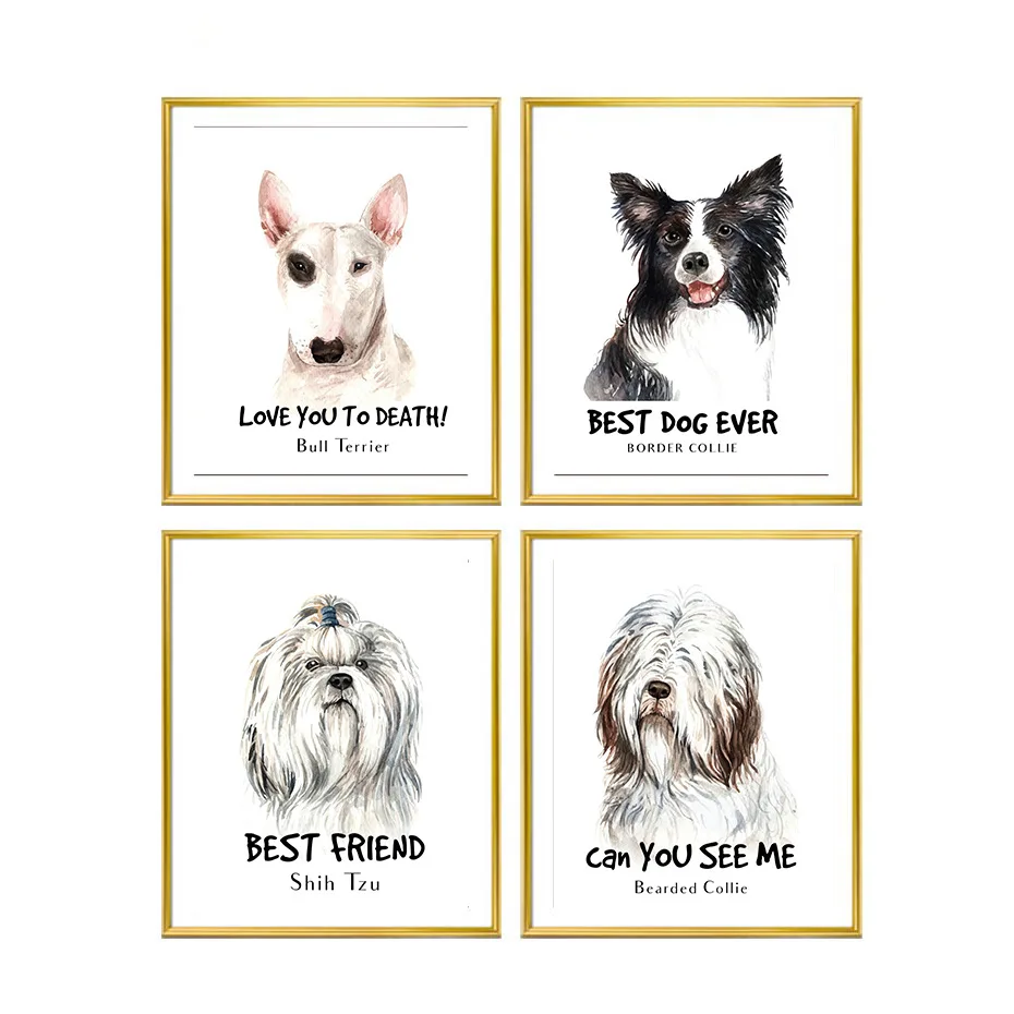 Can A Shih Tzu And A Border Collie Be Friends
