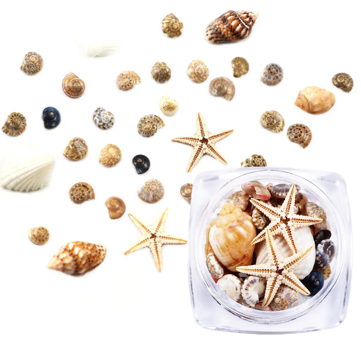 1/2/5 Box 3D Natural Nail Art Decoration Mini Conch Shells Starfish Sea ...