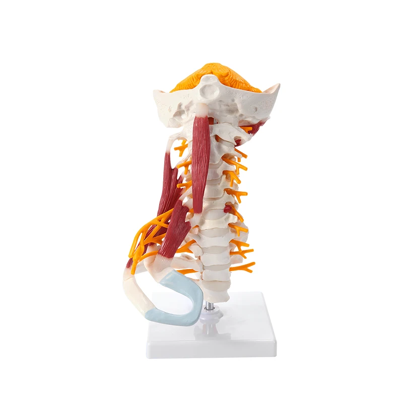 1.5x Magnification Human Cervical Spine Model Occipital Bone Model ...