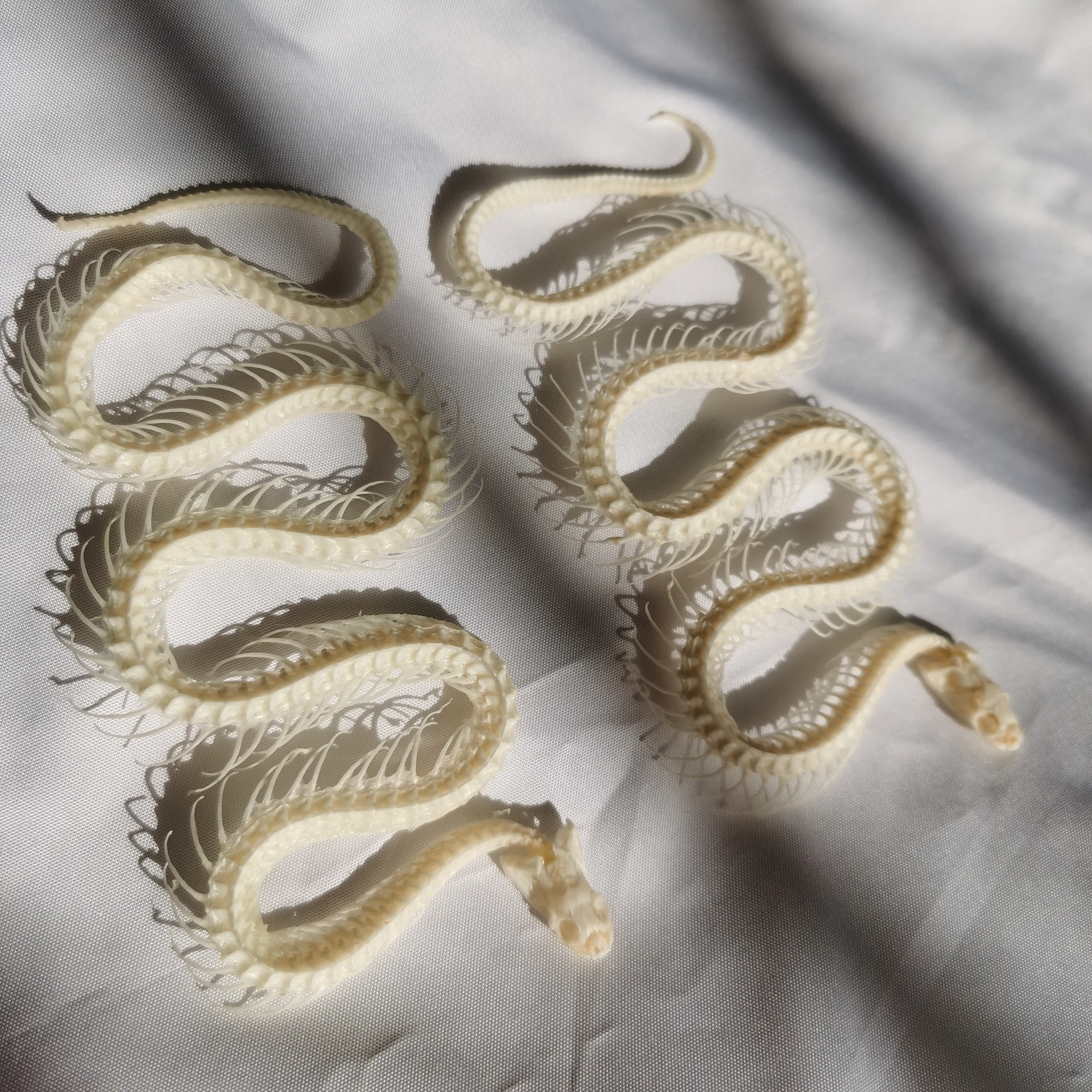 Reuss Water Snake original Enhydris alternans Curved