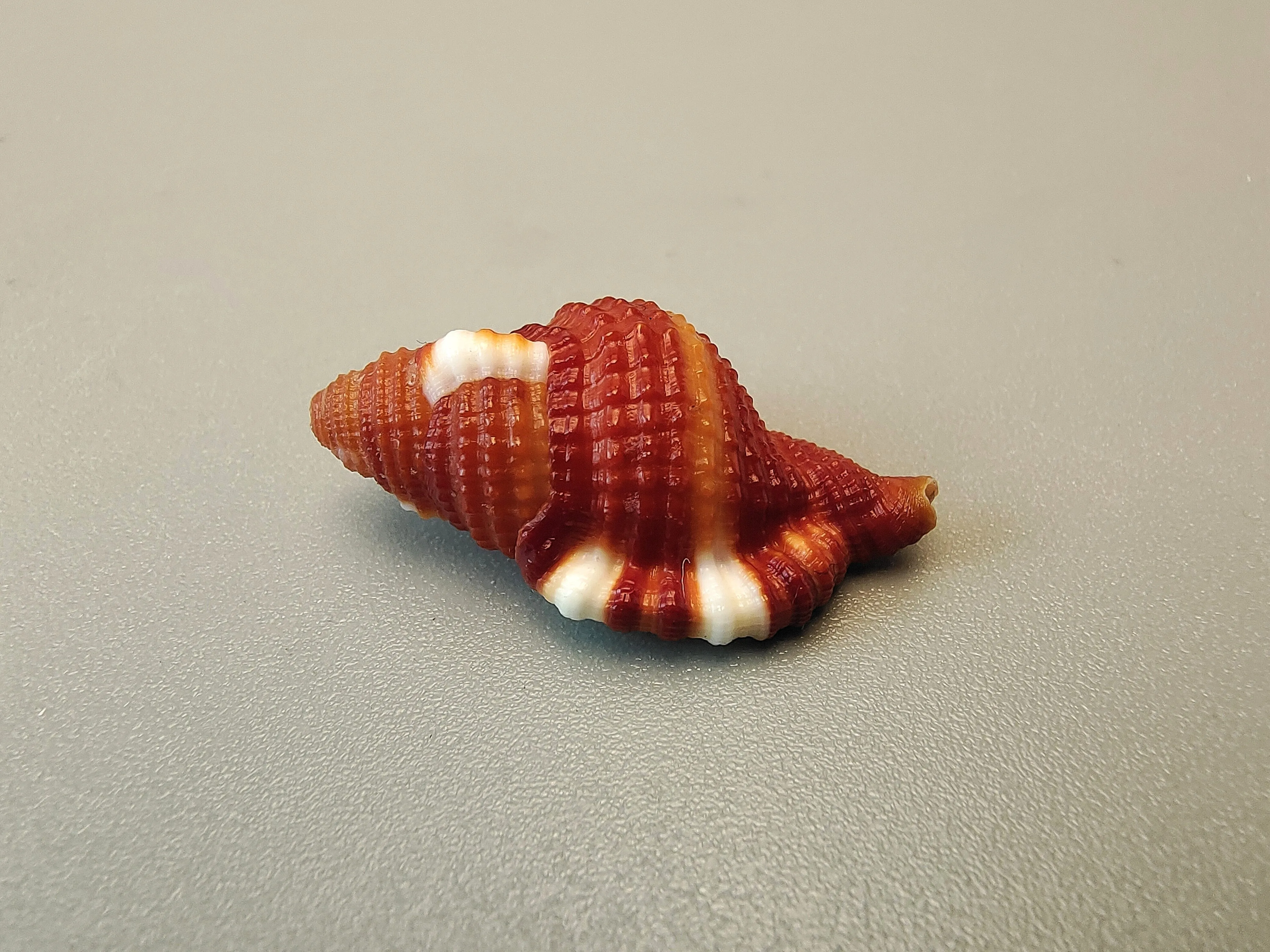 Concha-de-concha-cimatium-rubeculum-colecci-n-de-esp-cimen-decoraci-n ...