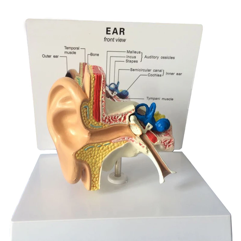 Medical Education Advance Plastic Anatomy Model Hearing Organ Model Ear ...