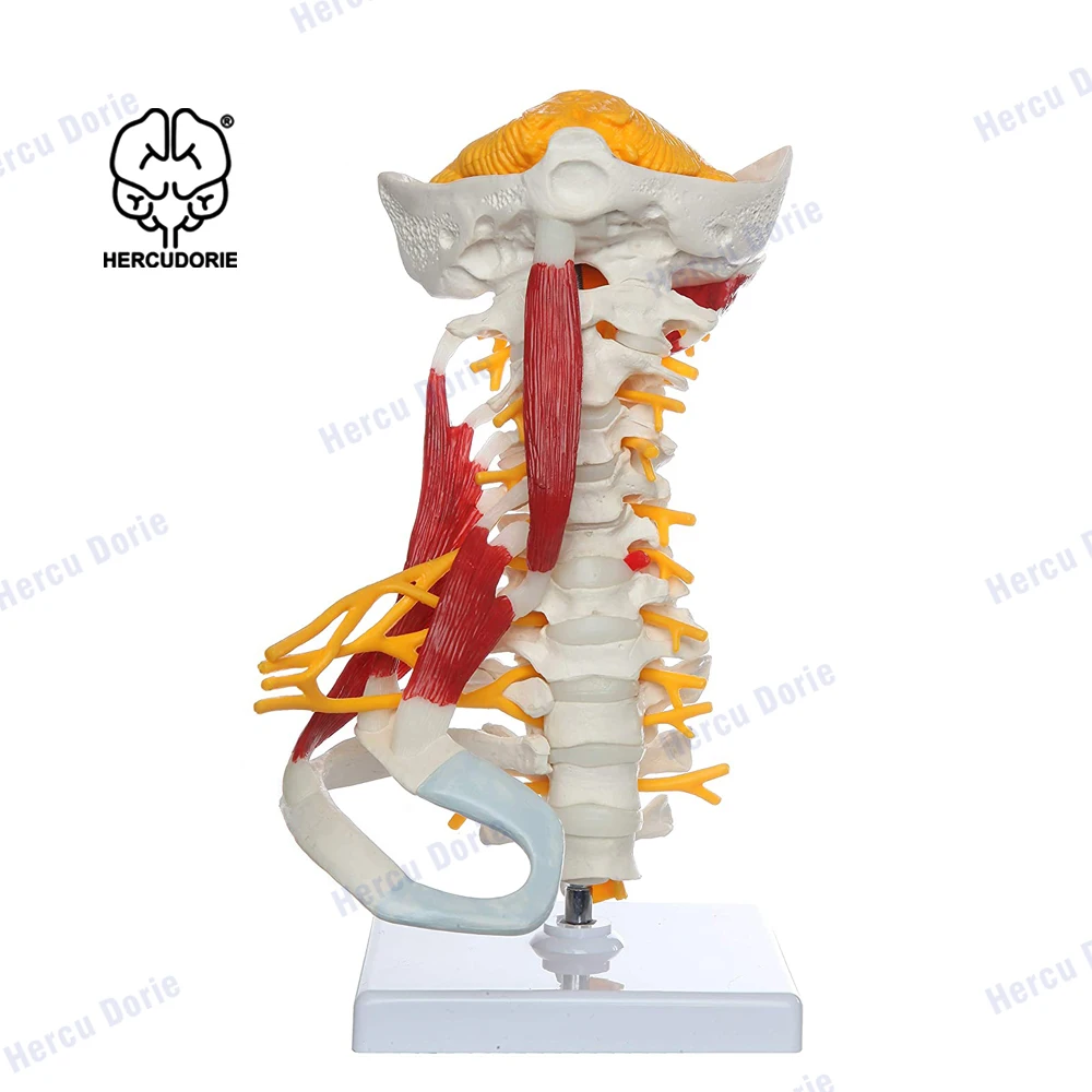 Spinal Cord Model Labeled