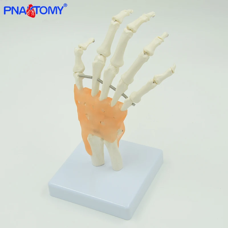 1-1-Scale-Hand-Bone-Model-with-Ligaments-Plastic-Hand-Skeleton-Anatomy ...