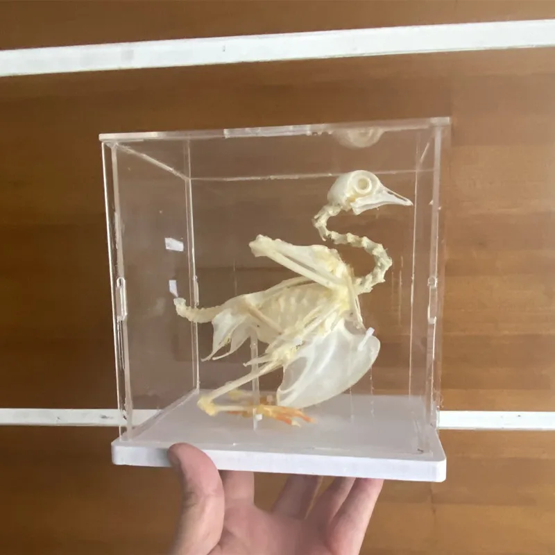 Taxidermy-dove-real-bone-skeleton-skull-science-specimen-art.jpg