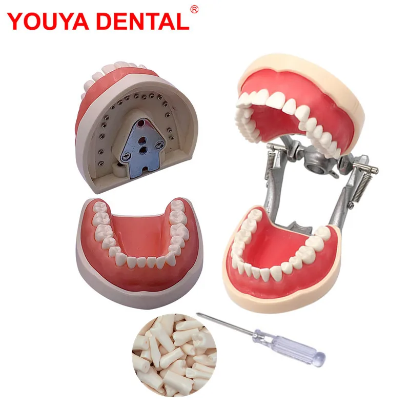 Dental Model Teeth Teaching Model With Gum Removable Tooth For ...