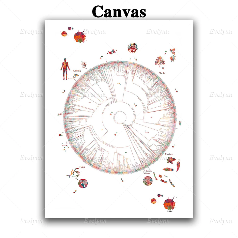 Phylogenetic Tree Of Life Poster