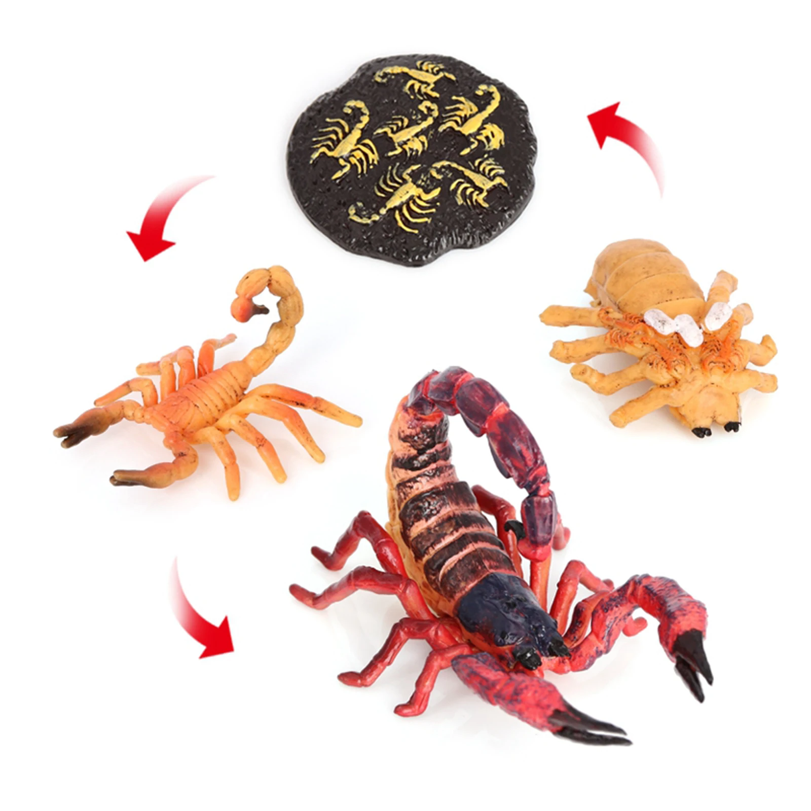 Red Scorpion Animal