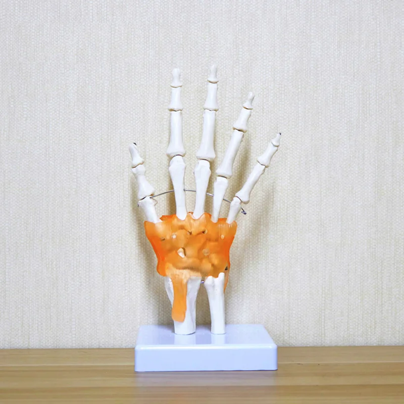 Skeleton Right Hand