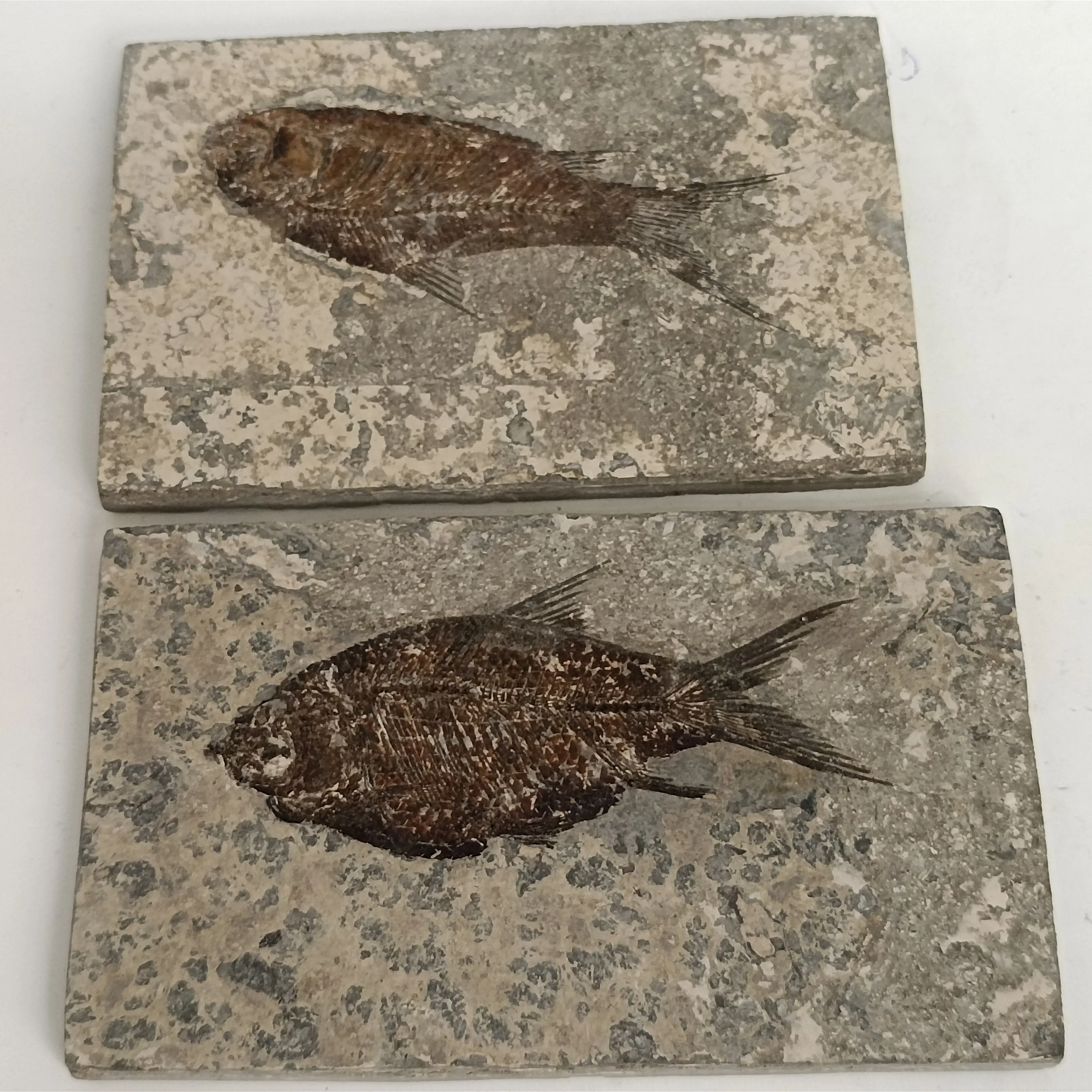 10-11cm-1pc-Natural-Jianghan-fish-Tail-remains-Ancient-Teaching ...