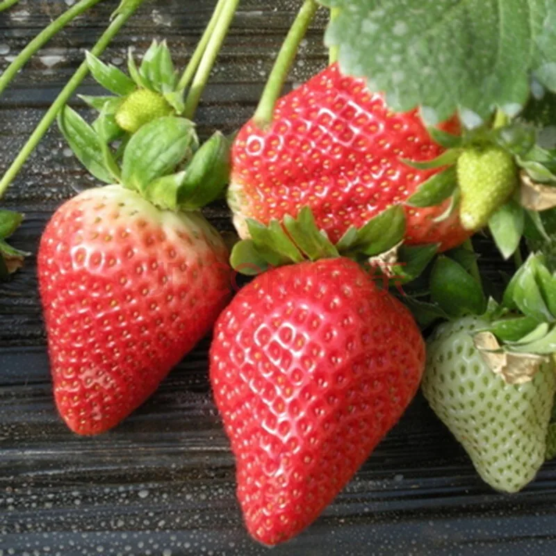 Jardiniere - bac a fleur,Engrais spécial pour fraises, plantes ...