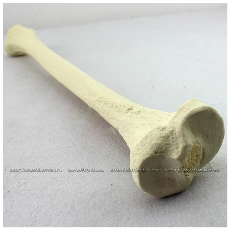 12319 / Solid Foam Normal Anatomy Tibia With No Block, Medical Science ...