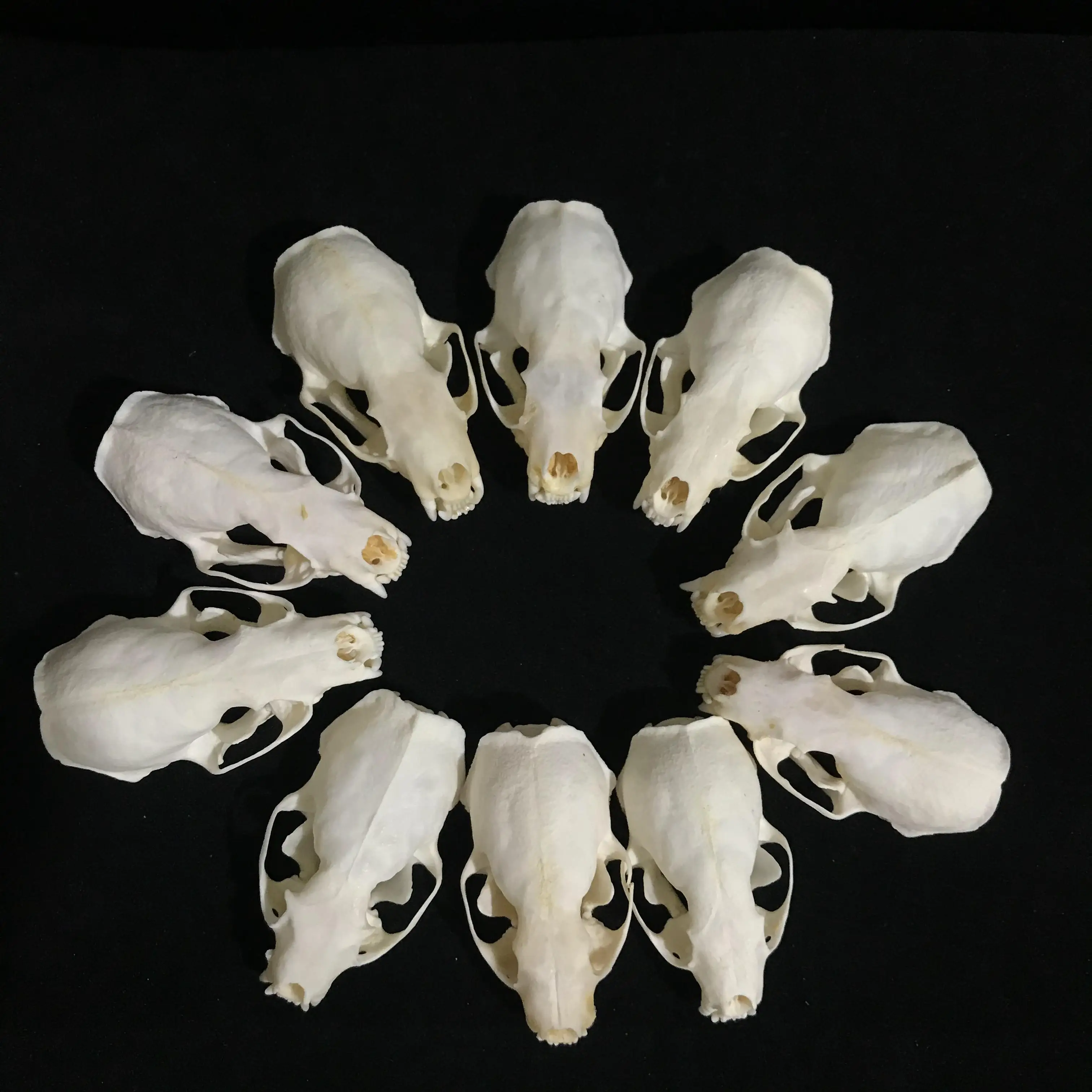 1/2/3/4/5/10pcs 4 9cm mink /Skull Animal Bone Decor Unique Birthday ...