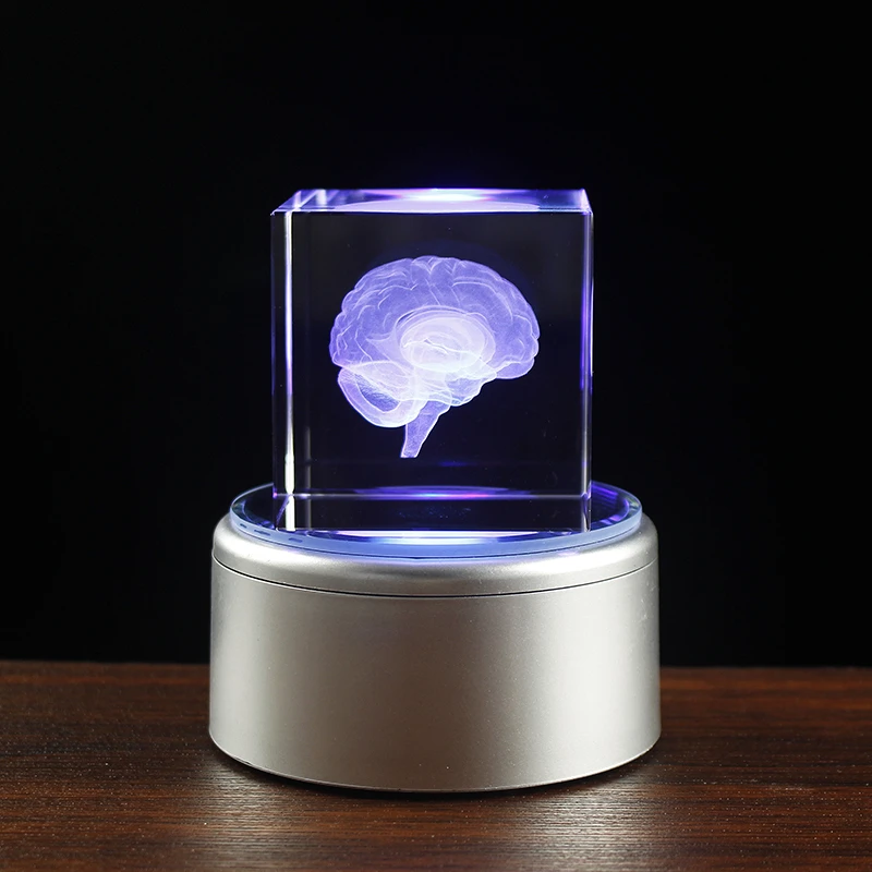 Crystal 3d Human Anatomical Brain Model Laser Engraving Brain Figurines ...