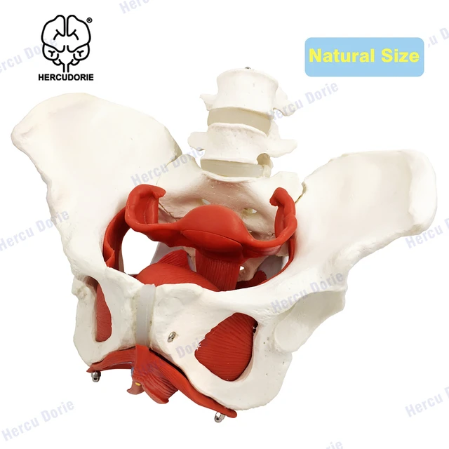 Female Pelvis Bones Anatomy