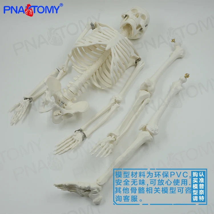 85cm Detachable Human Body Skeleton Model Skeleton Bone Detachable ...