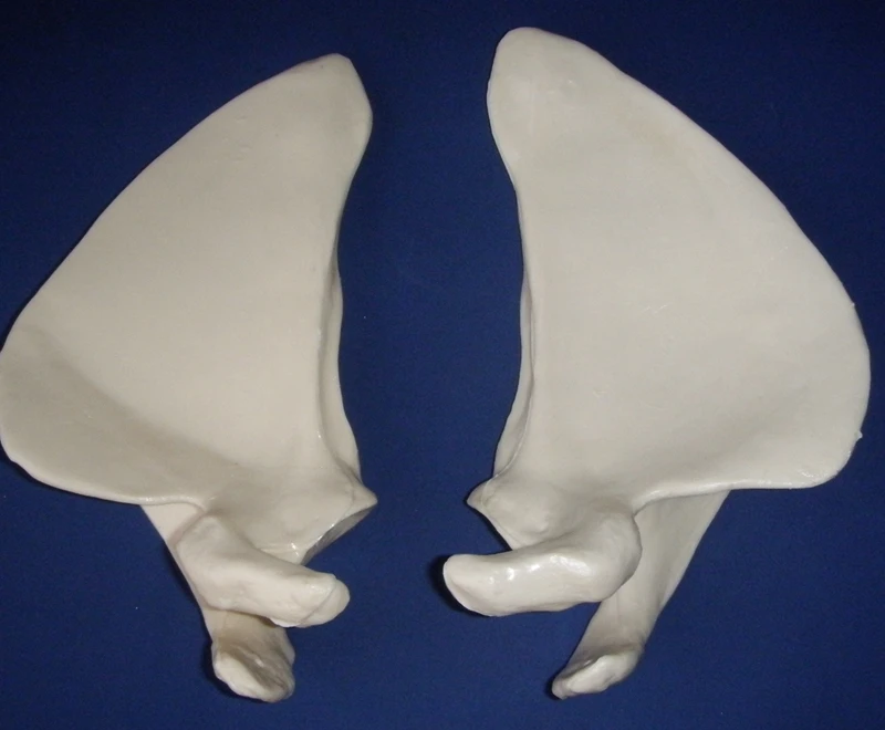 Unlabeled Scapula