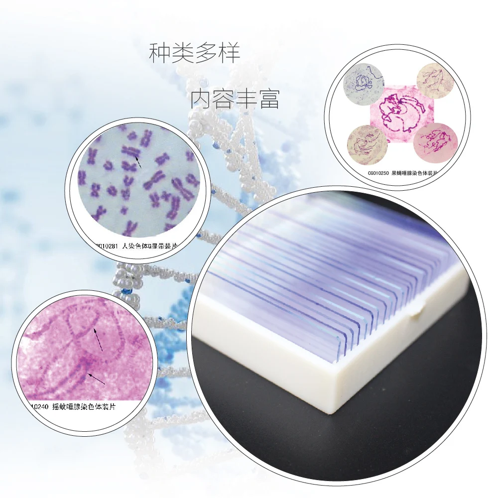 6 Slices Of Normal Human Chromosome Slides For Scientific Research ...