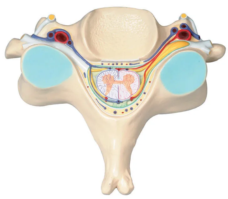 Cinqui-me-Section-de-la-colonne-cervicale-humaine-agrandissement-du-nerf-de-la-colonne-vert ...