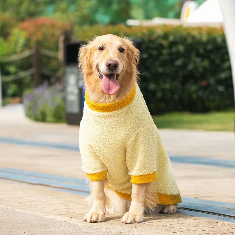Samoyed Mixed With Golden Retriever