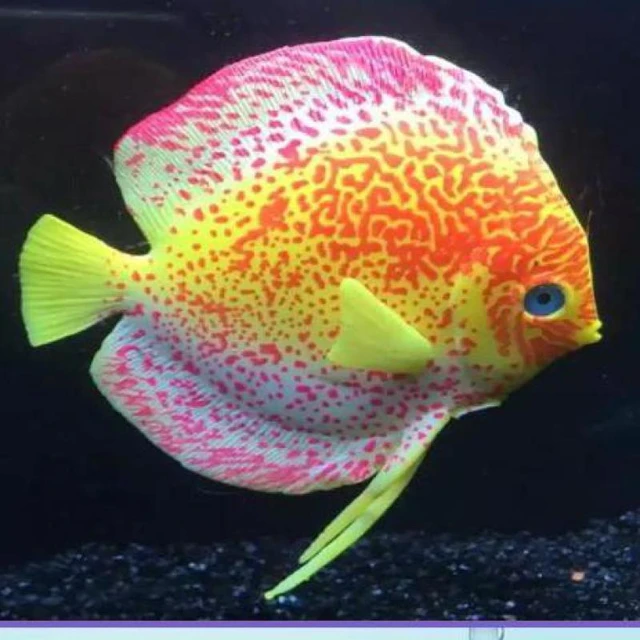 Ring Leopard Discus Fish