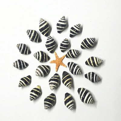 Black And White Striped Starfish
