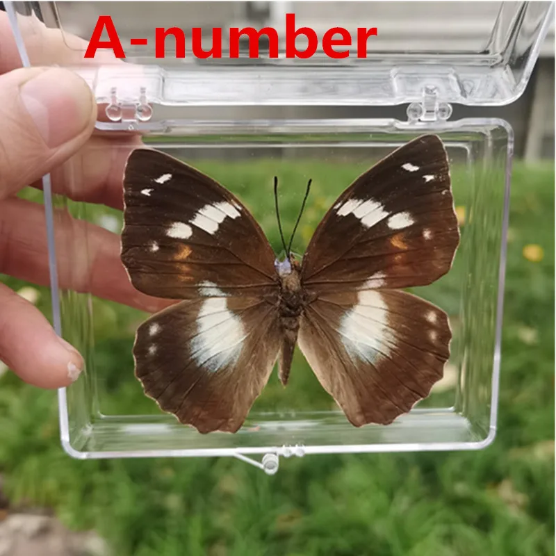 Statue deco,Papillons exquis, 10 modèles de cadeaux, décoration ...