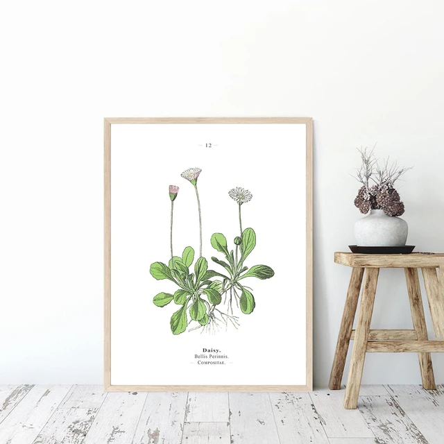 Daisy Botanical Illustration