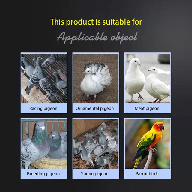Racing Pigeons Breeding Methods