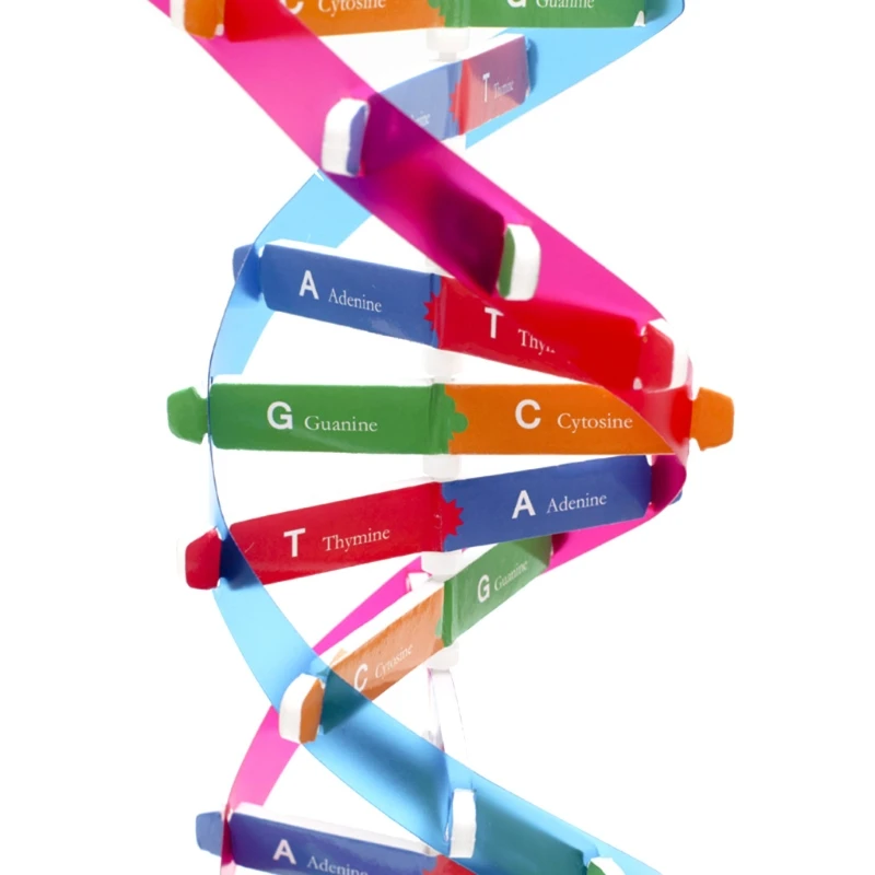 3d Dna Model Labeled
