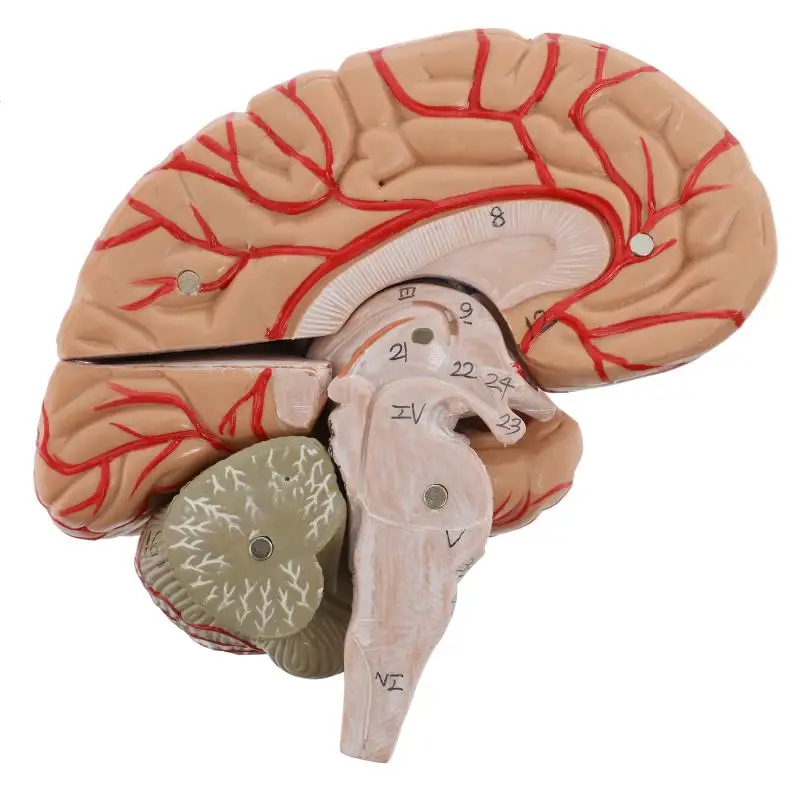 Labeled Sagittal Brain Model