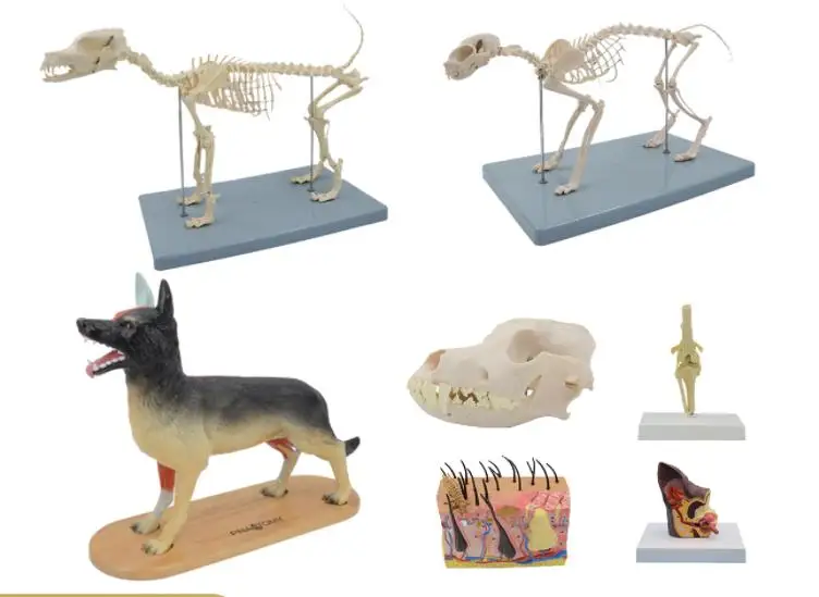 Dog-Skeleton-Model-Canine-Skull-Teeth-Ear-Skin-Cat-and-Dog-Skeleton ...