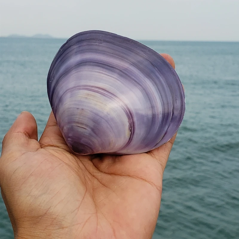 Purple Clam Shell