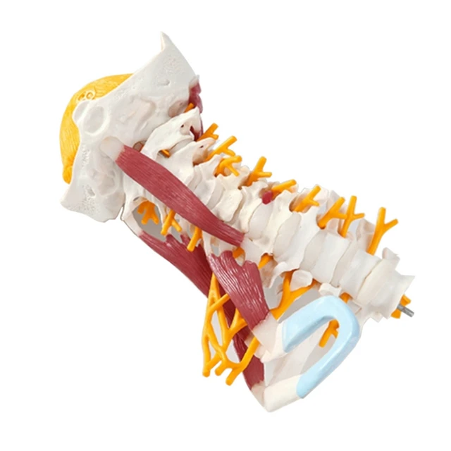 Cervical Vertebrae Anatomy Human Cervical Spine Model - With Nerves ...