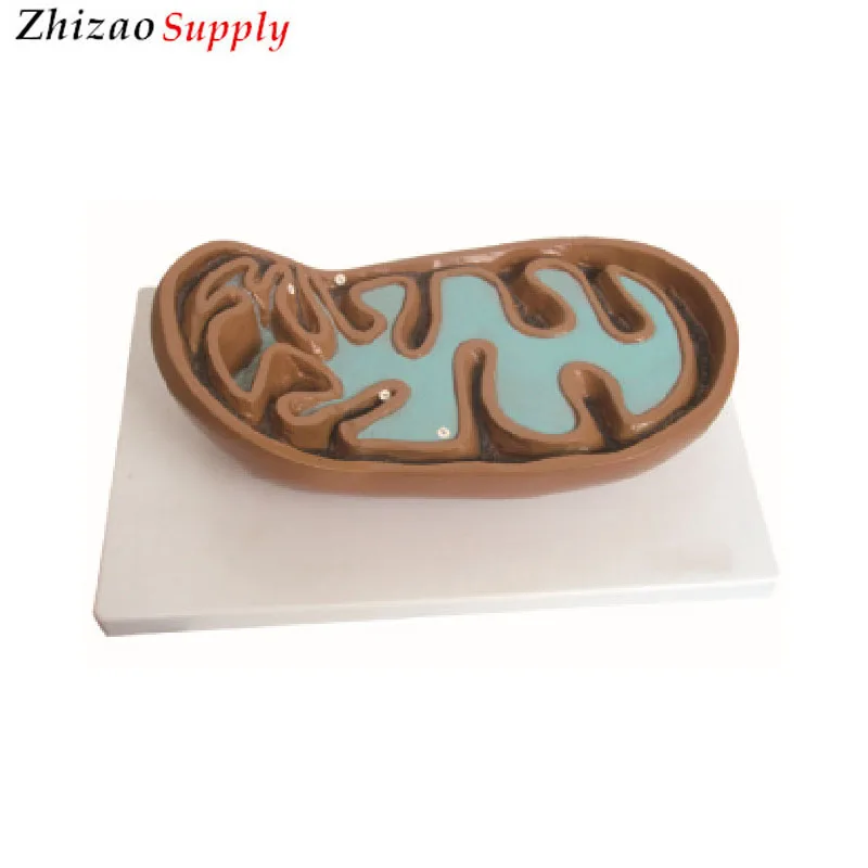 Mitochondria Model Ideas