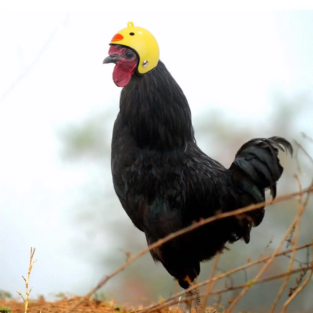 🔥 2019 Nova Inovação Moda Frango Capacete Divertido Padrão Pequeno ...