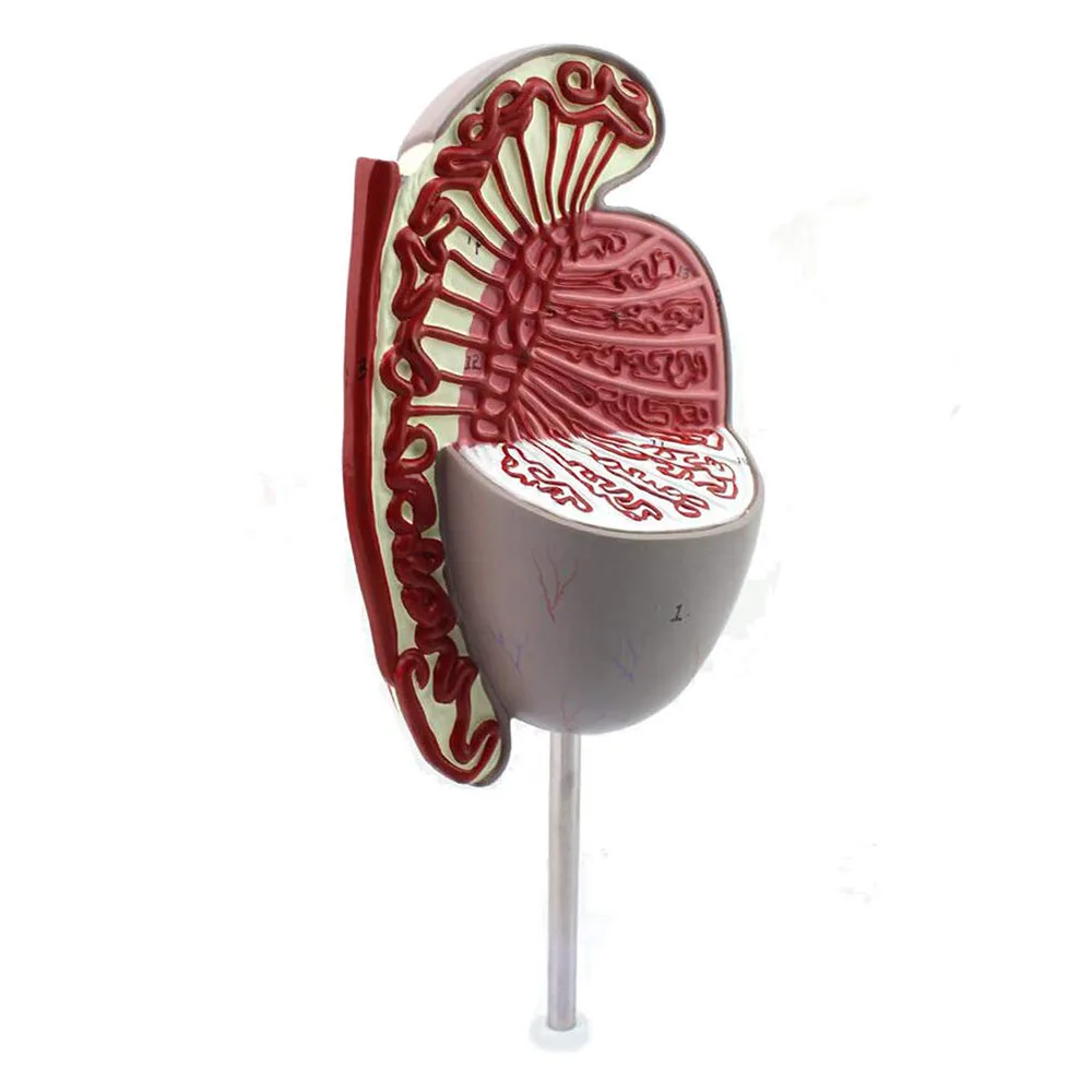 Human-Anatomy-Testicular-Structure-Model-Genitourinary-Zoom-in-3-5 ...