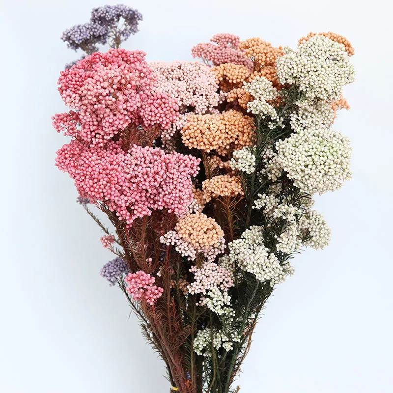 Preserved Artificial Flower | Natural Fresh Preserved Flower - 45-50cm ...