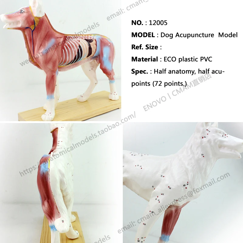 12005/Dog Acupuncture ,Animal Teaching Anatomical Model/CMAM , Plastic ...