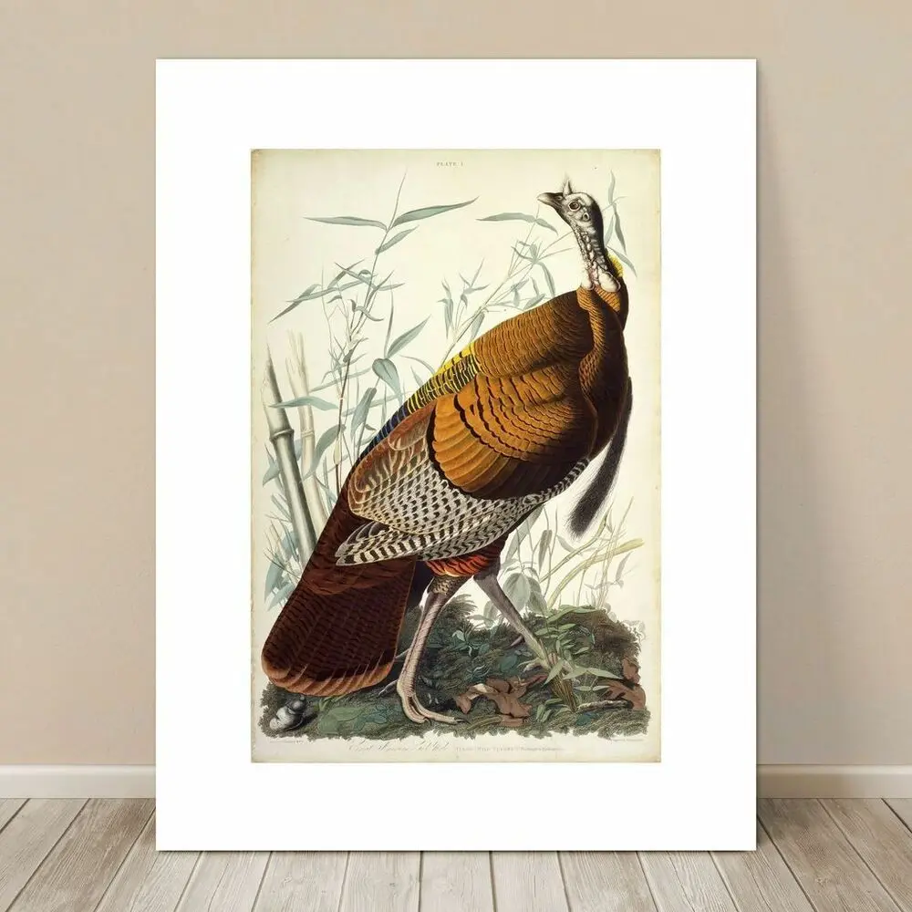 FAMOUS BIRD ART ~ CANVAS PRINT JOHN AUDUBON ~ Wild Turkey Canvas Print ...