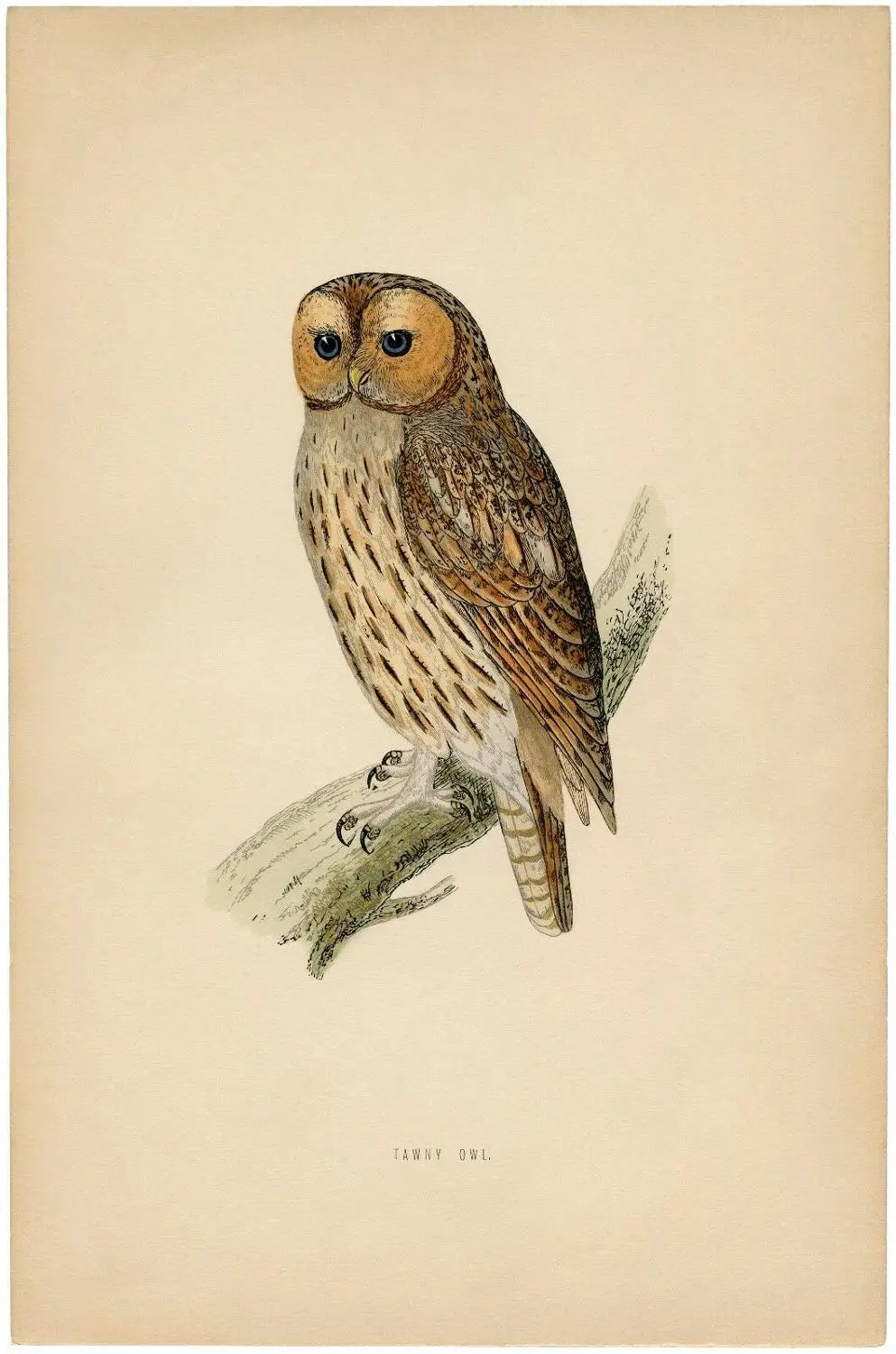 Vintage Owl Art Prints