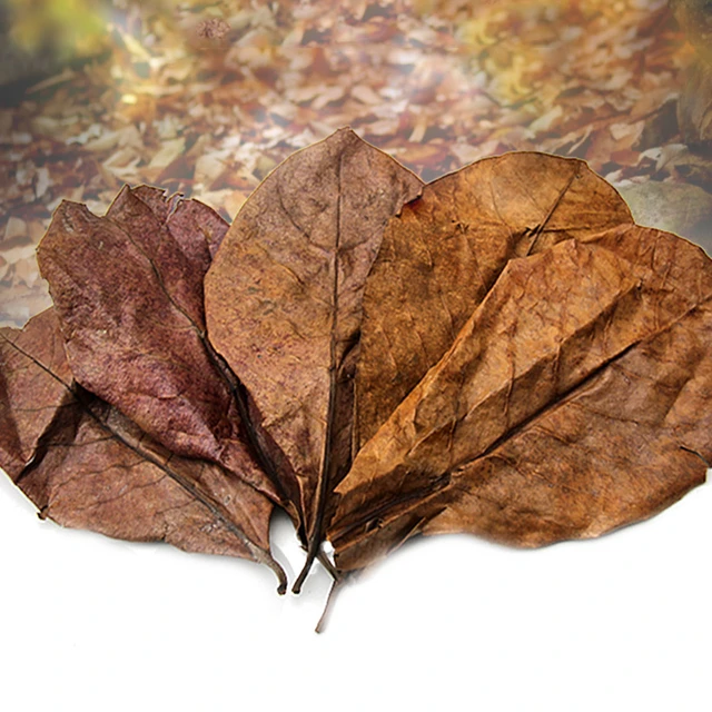 Indian Almond Leaves